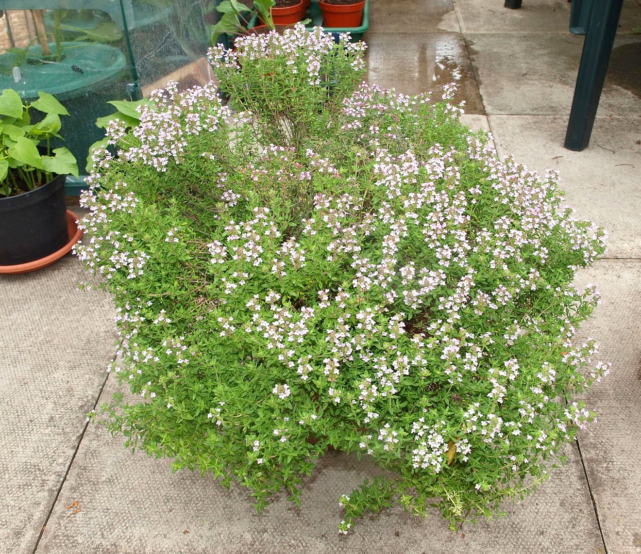Mark's Veg Plot: Time is a great healer