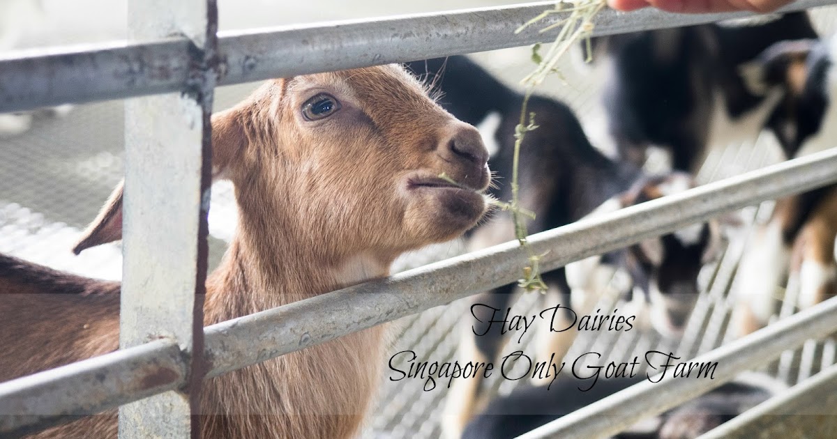 Hay Dairies - Singapore Goat Farm Review - TheWackyDuo.com - Singapore ...