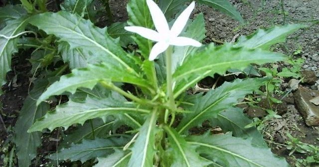 Manfaat Tanaman Kitolod Bagi Kesehatan ~ Sehat Mataku