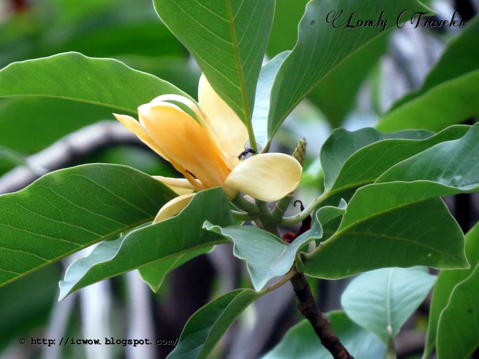 Swarna chapa (স্বর্ণ চাঁপা) - Magnolia champaca