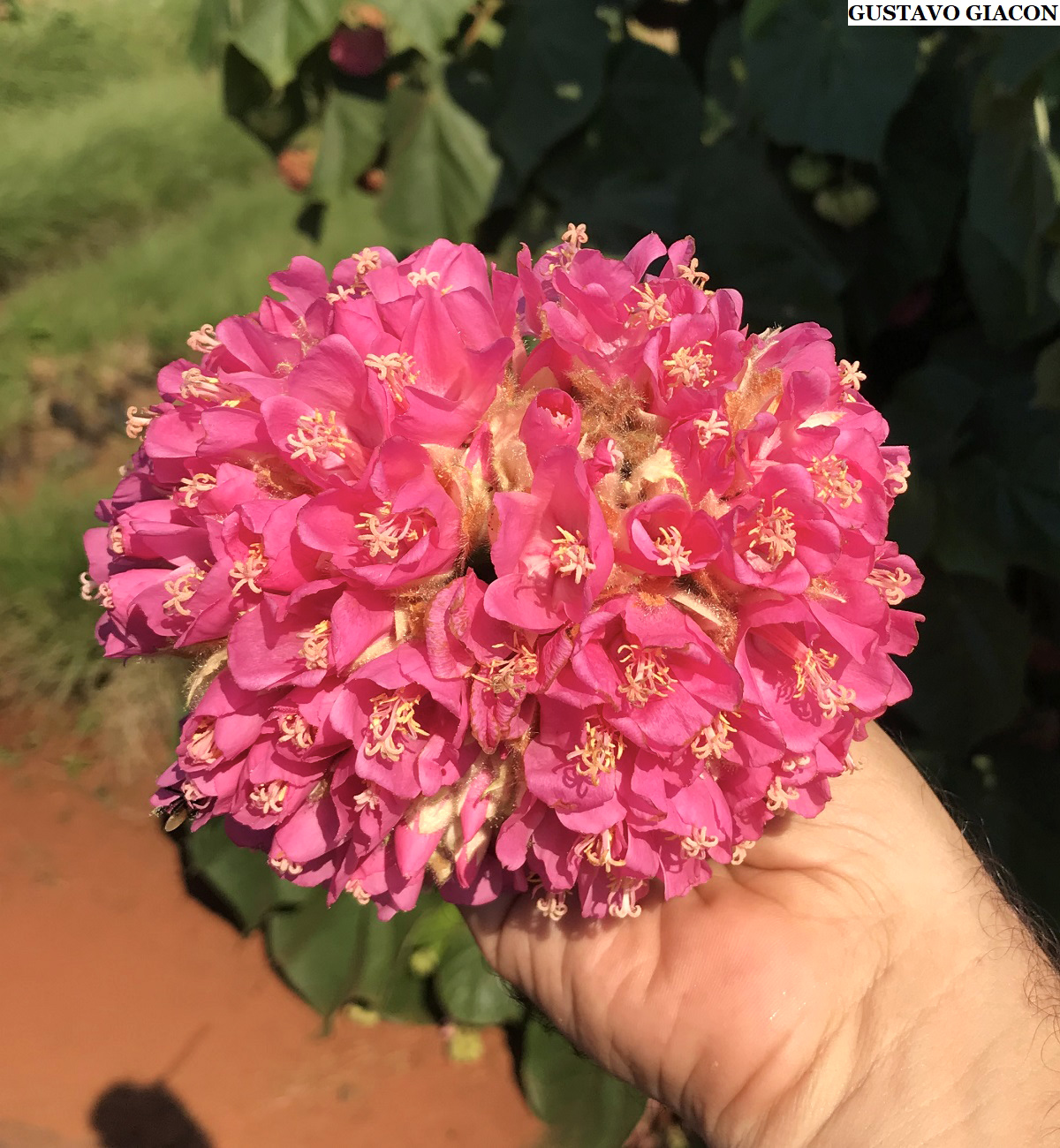 Viveiro Ciprest - Plantas Nativas e Exóticas: Dombeia ou Astrapeia Rosa ...