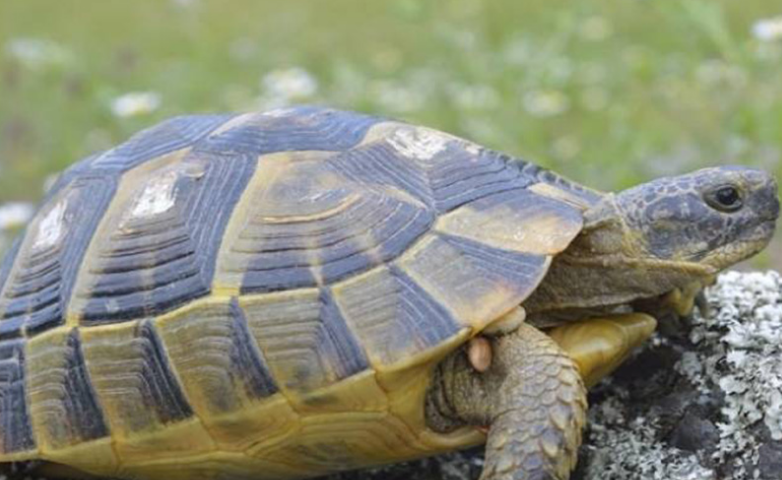 Naya Pusta: A turtle who can run faster than hare