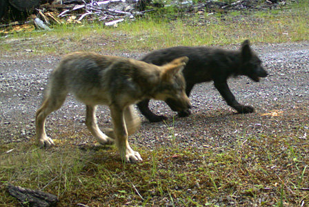 White Wolf : Two new sets of gray wolf pups confirmed in Oregon