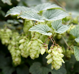 Backdoor Brewery: Luppolo selvatico: la Martesana