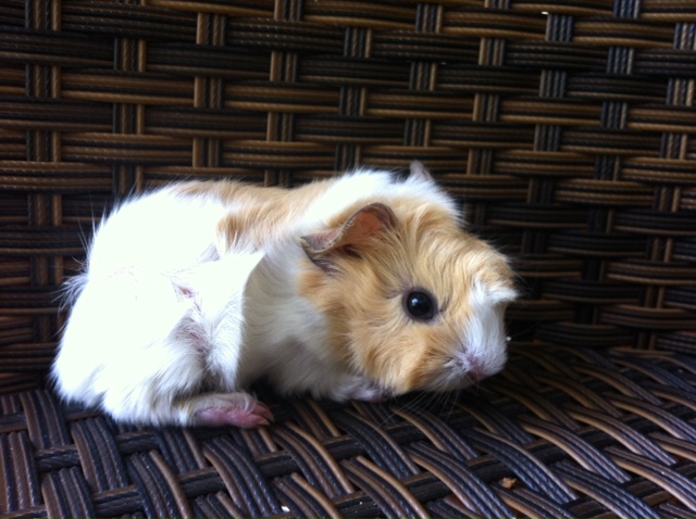 littlefurryones: Sheeba Mini Yak babies - ADOPTED