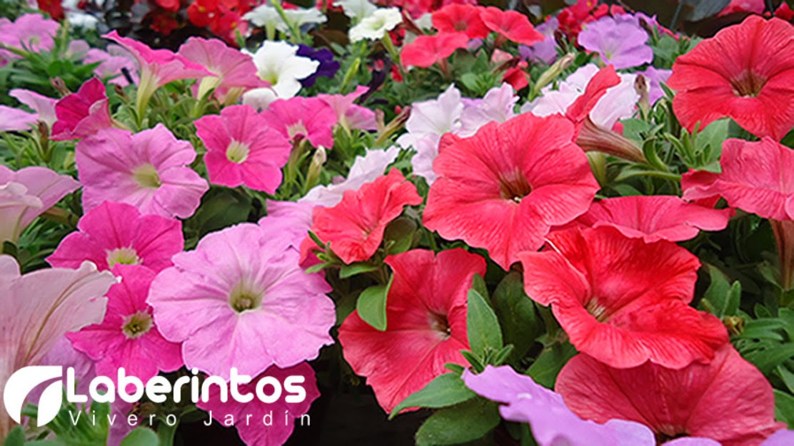 Las Plantas: Las Plantas Ornamentales