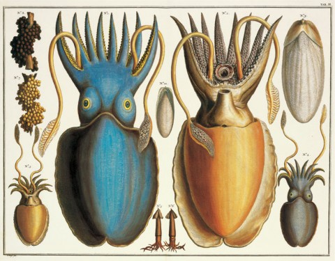 facsimilium: Micrographia