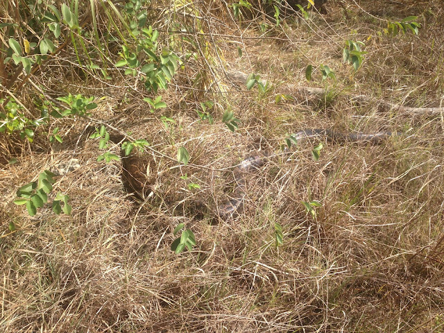 Florida Python Hunters: Another Good Day of Hunting