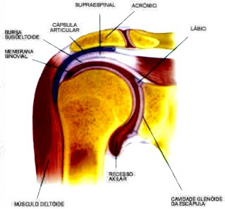 Vie Clínica de Fisioterapia: Capsulite Adesiva (Ombro congelado)