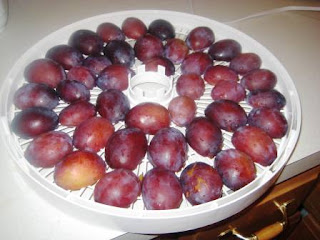 Analytical Mom: How to Dehydrate Plums