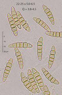 Phaeosphaeria epicalamia (Riess) L. Holm • CEMAS