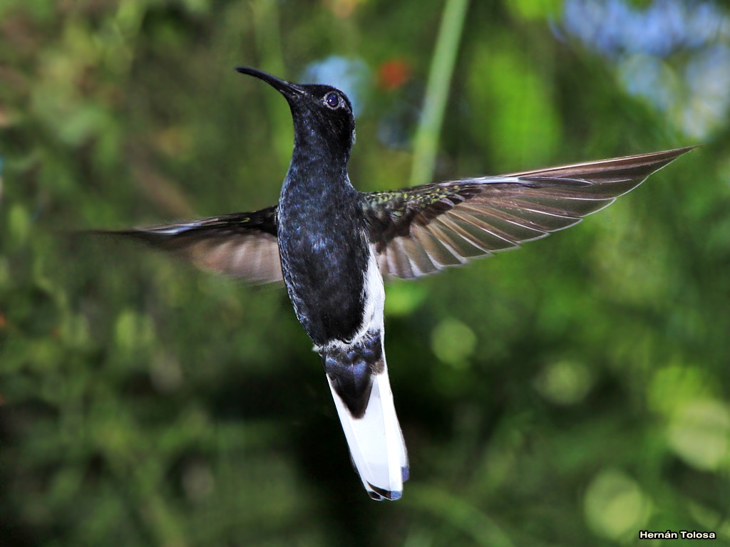 Aves de Argentina: Jardín de los Picaflores