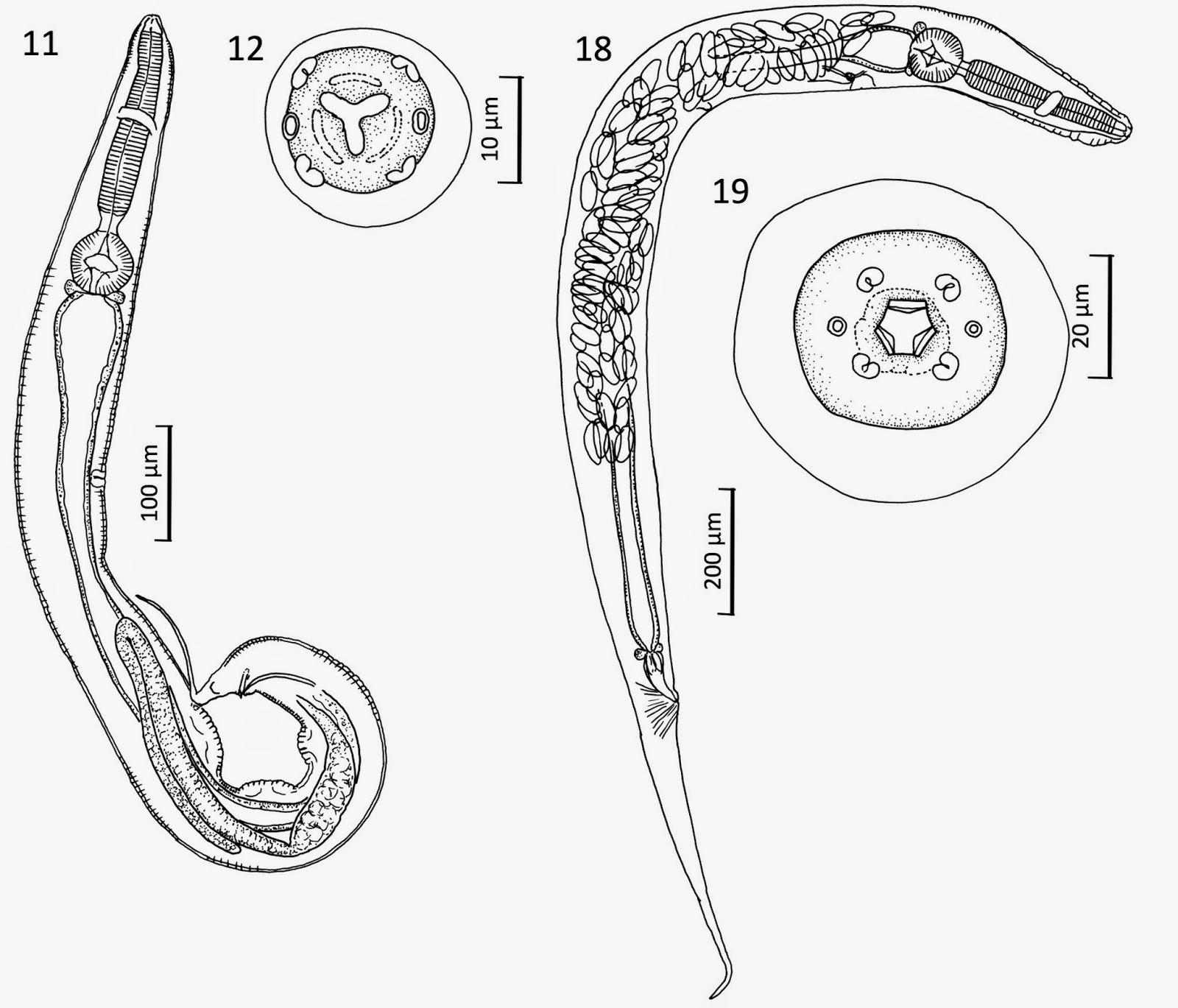 Sciency Thoughts: Two new species of Pinworms from Sulawesi Soft-furred ...