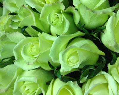 Yorkshire Florist: The Meaning of Roses by Colour