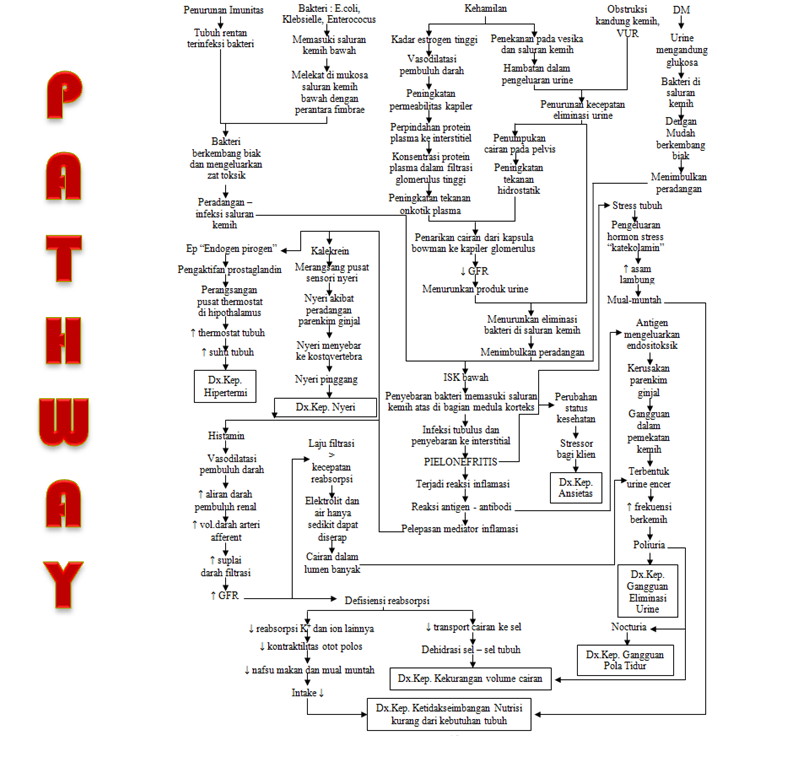 Asuhan Keperawatan Sistem Perkemihan pada Klien dengan Pielonefritis ...