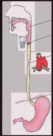 Unidad V - Abdomen, órganos intraperitoneales "Esofago ...