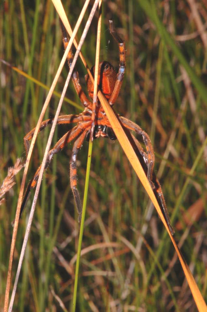 The Nature of Robertson: Another encounter with a special Huntsman Spider