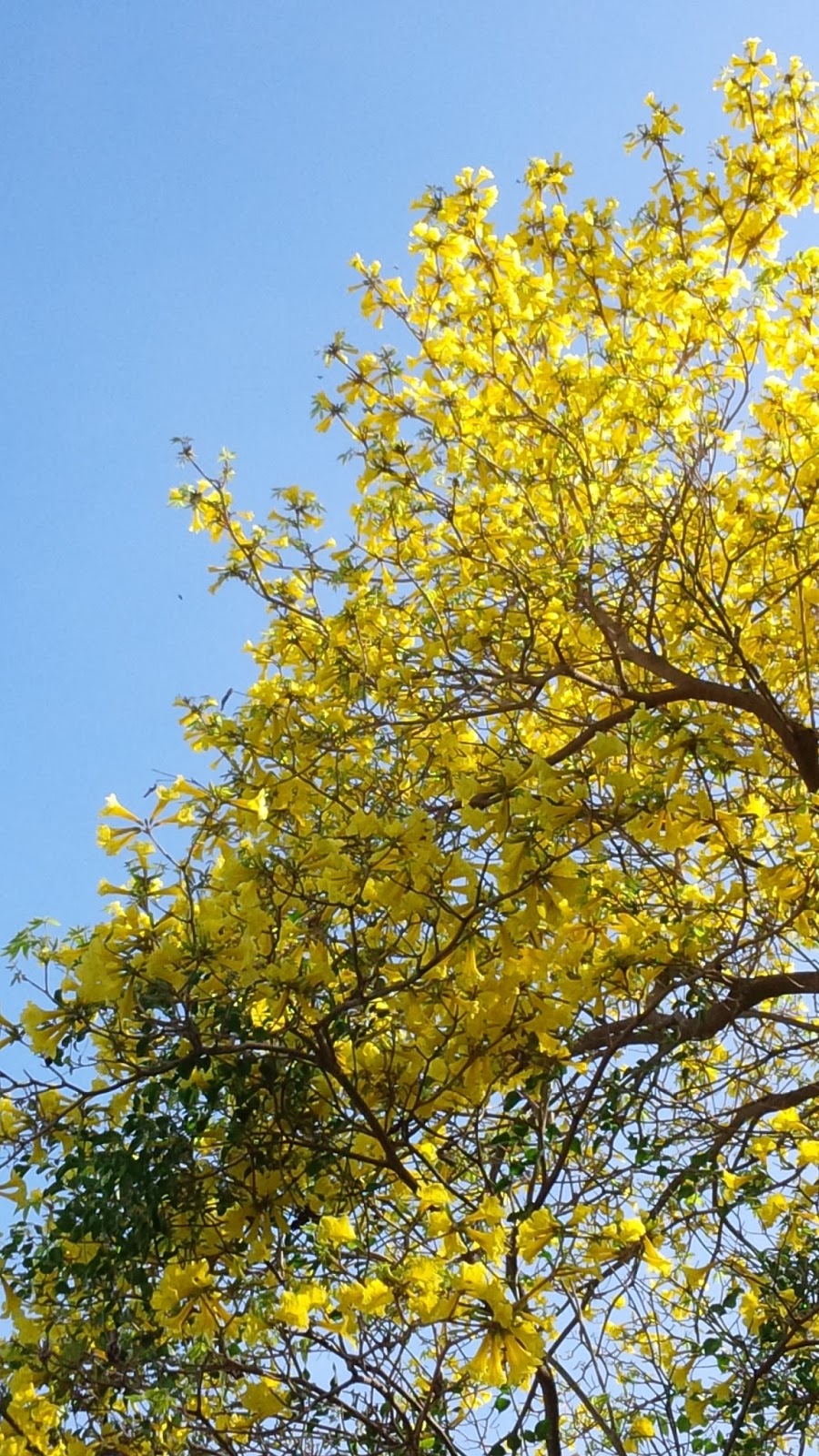 Beyond the Marog Kingdom: Yellow Poui