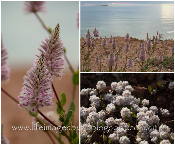 Life Images by Jill: Finding the Green Birdflower