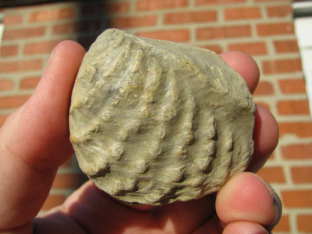 Views of the Mahantango: A trio of Trigonia from France