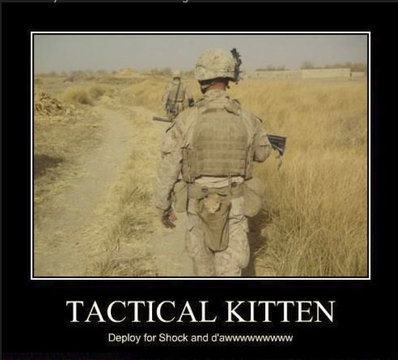 Prepper images and Meme's : Army Kitten