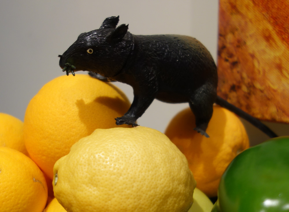 Spanish Harlem Meet Tapas The Rat spanish-harlem-meet-tapas-the-rat