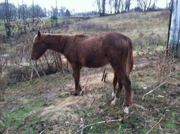 4R Ranch: Bad Horse For Sale Pictures #5