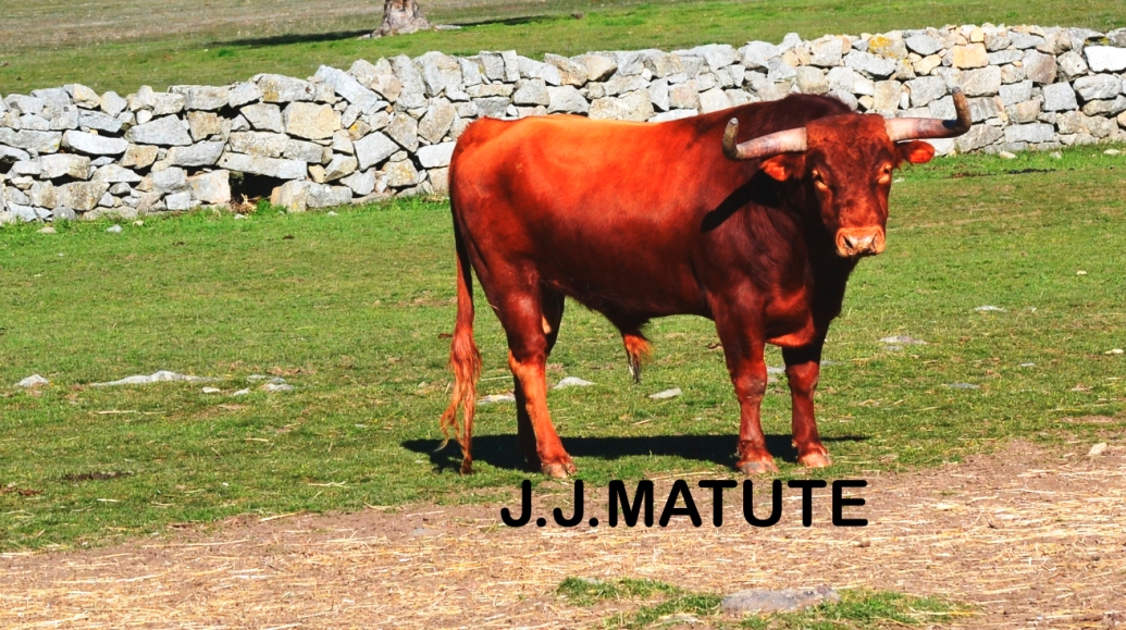 El Toro de Cenicientos: CAMADA-2013- BALTASAR IBAN