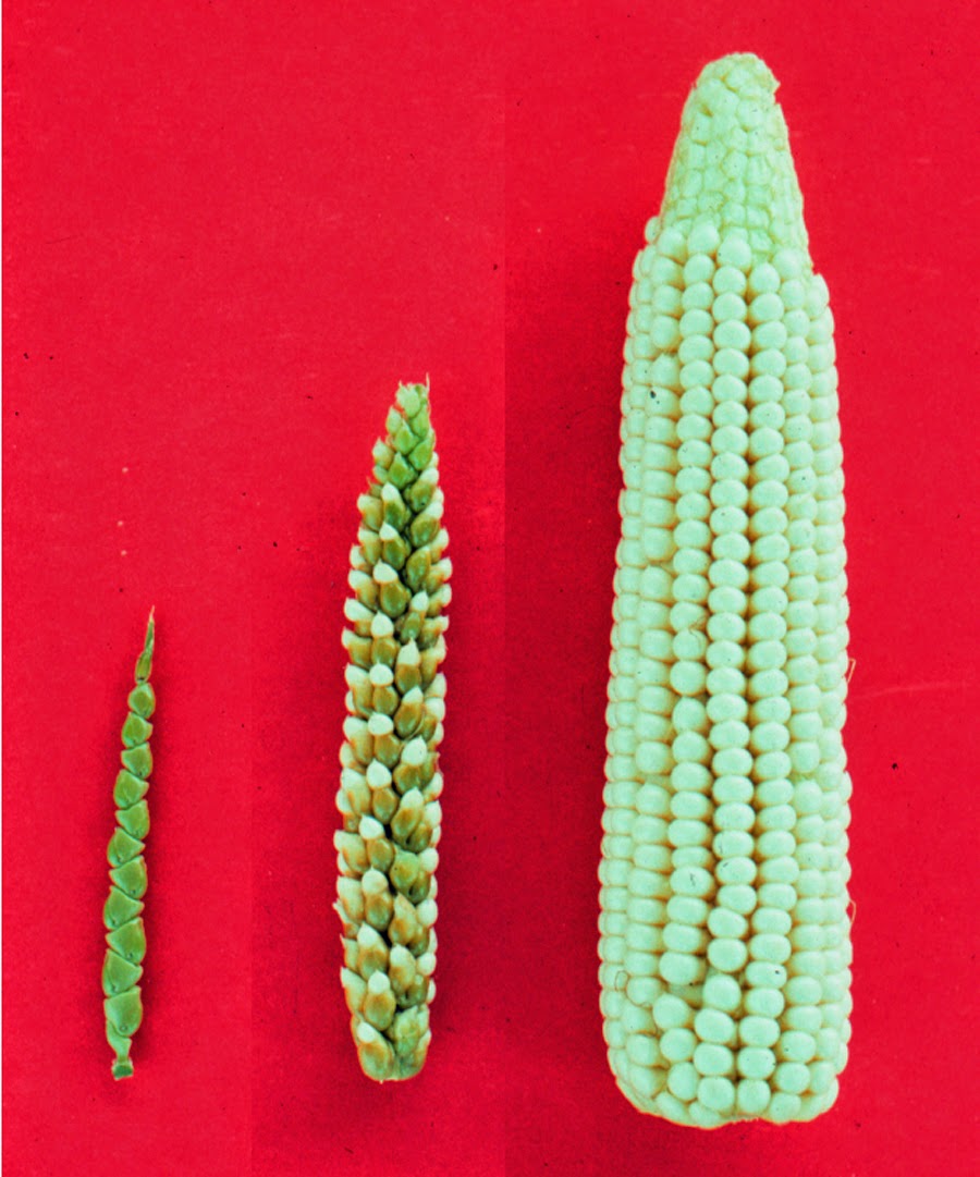 Amphibian Abstracts: Corn: The First GMO?