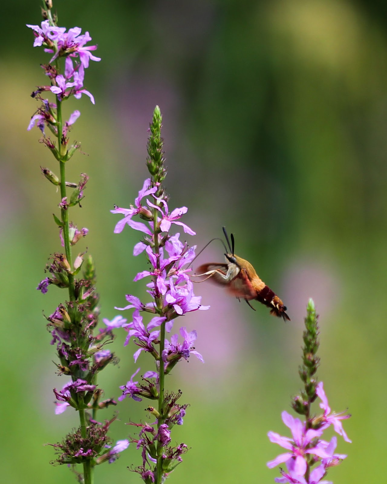 Red House Garden: Biological Control of Purple Loosestrife