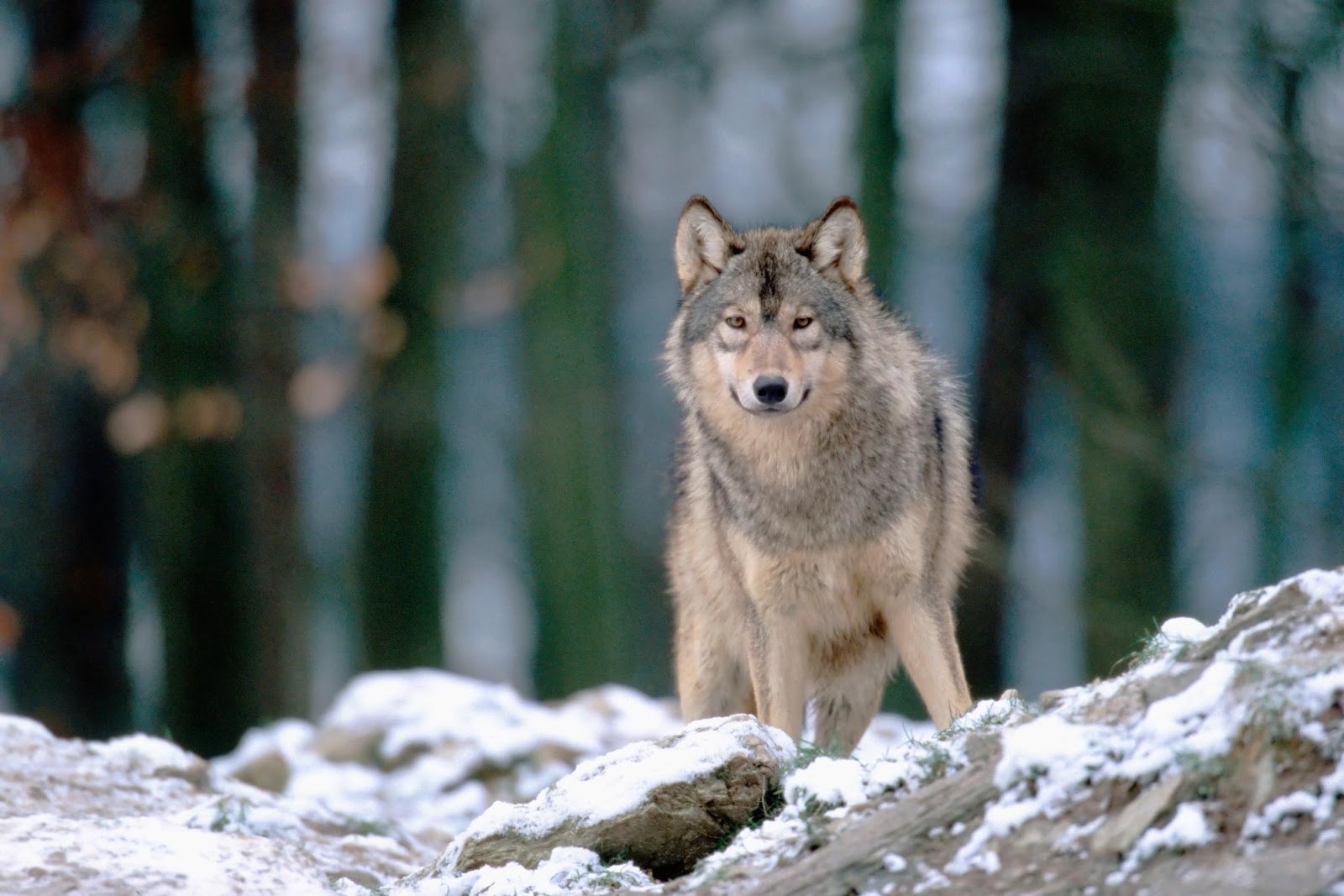 Rodzaje Wilków: Wilk szary ( Europejski)