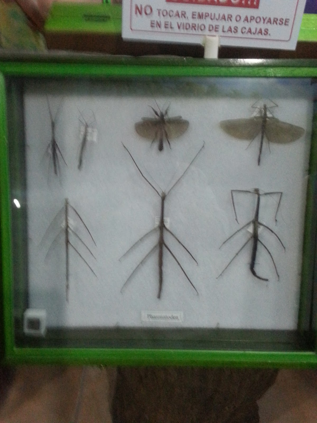 Rockhounding Around: Cruising the Caribbean - Day 4 Roatan, Honduras ...