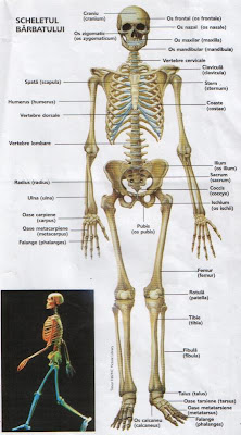 Cercetează: Sistemul osos