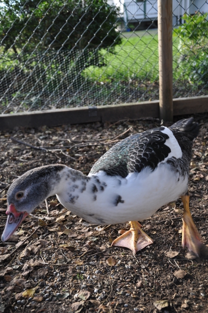 EGG: Broren - Moskusand Andrikk 3 mnd gammel 2013