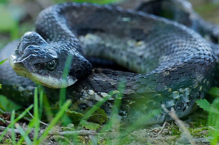 Red and the Peanut: An Eastern Hognose Snake with all his antics...