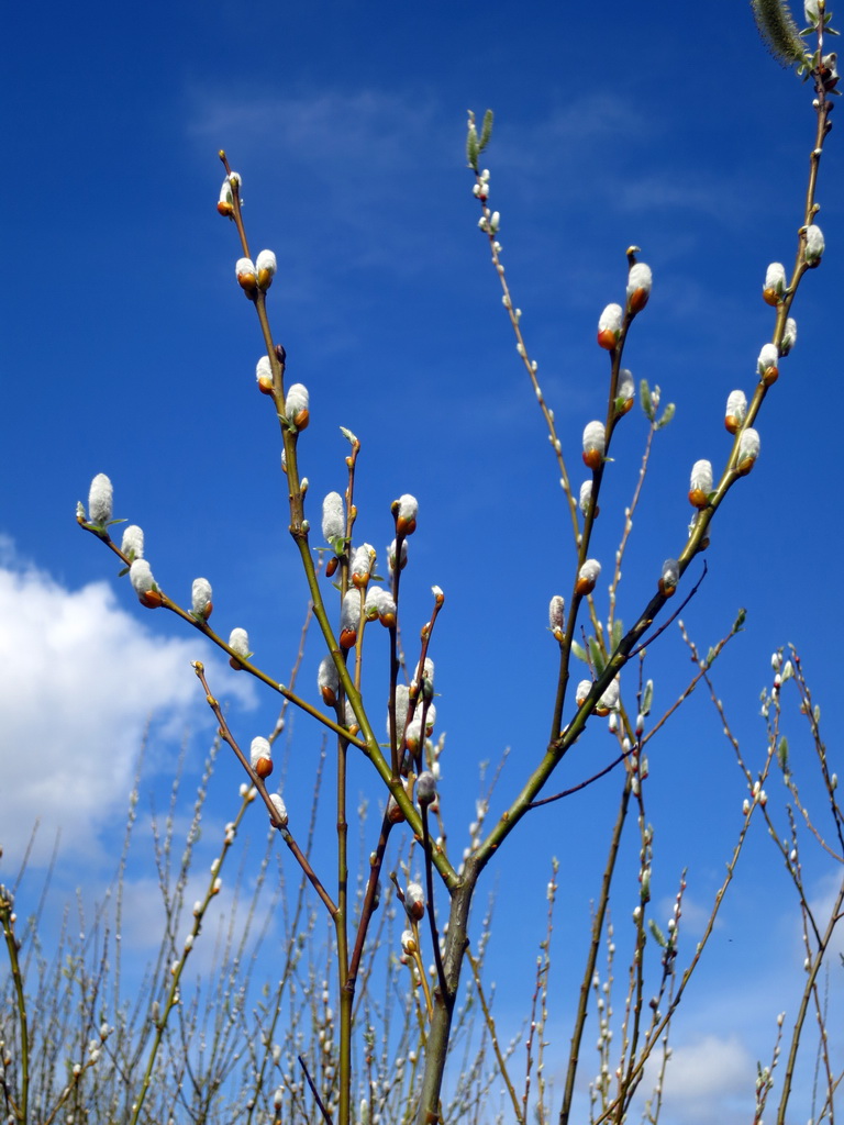 Clark's Oregon Wildflower Blog: Hooker's Willow