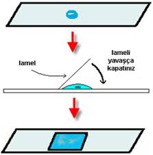 Lam Lamel Arası Preparat Hazırlama (Lam-Lamel Arası Preparatın ...