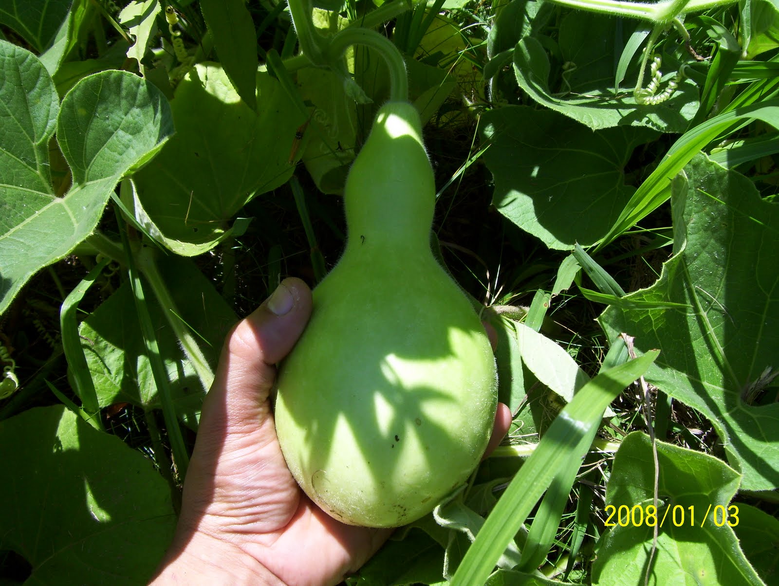 Artes Gaupano - Artes e Cultura Gaúcha.: " Porongos ou Cabaças ...