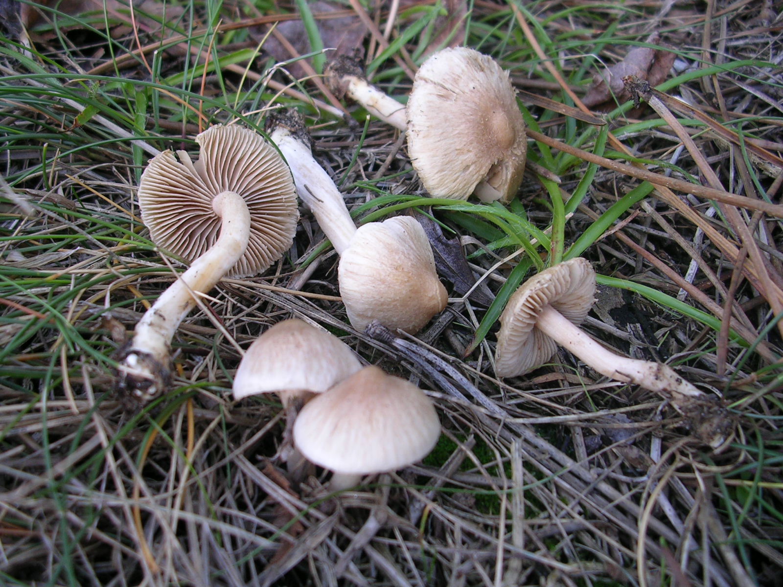 El género Inocybe en Asturias: Inocybe posterula