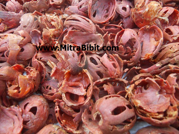 CV. Mitra Bibit: Bibit Pala