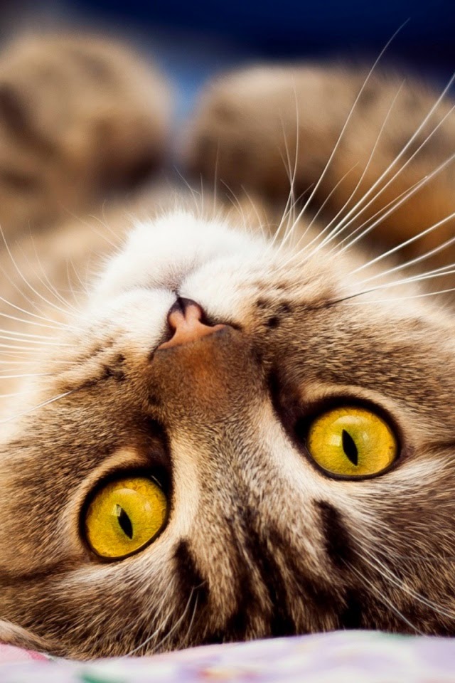 Mobile Wallpapers : imagini de fundal pentru smartphone-uri si tablete ...