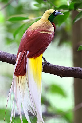 Most Terrifying & Amazing Creatures on Earth....: Lesser Bird of ...