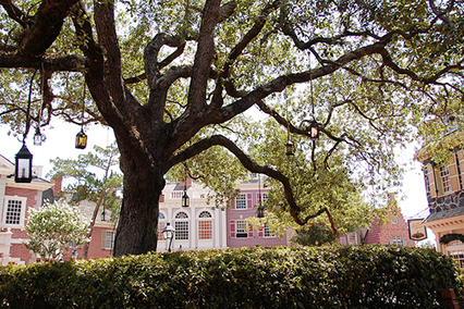 The Decorated Tree: the liberty tree