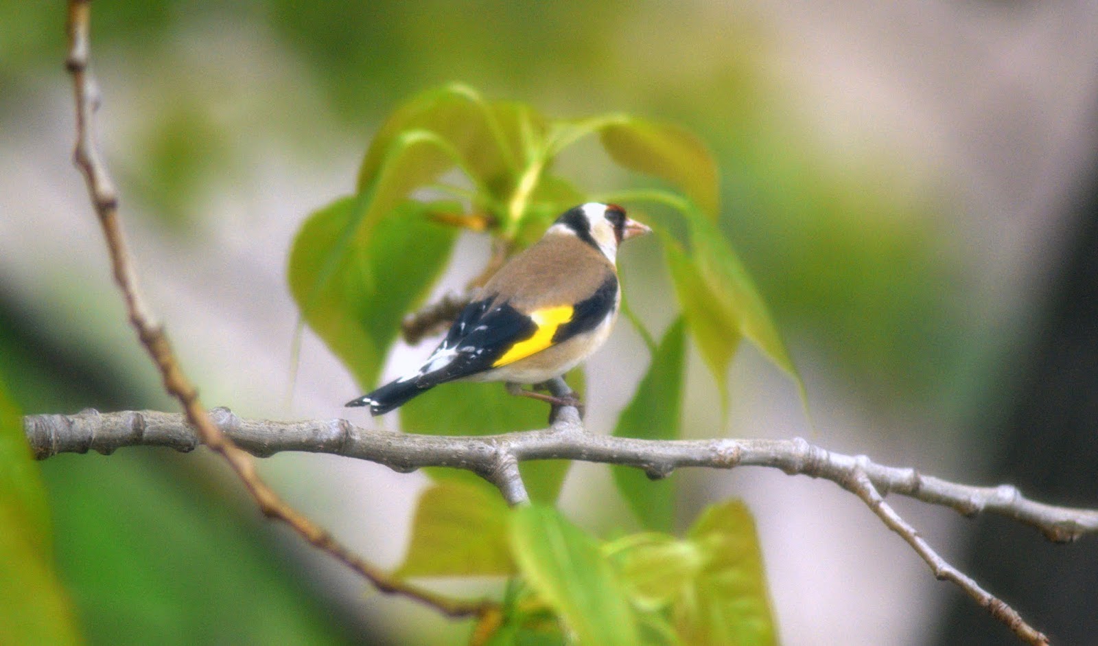 Frumusetile naturii: Sticletele (Carduelis carduelis)