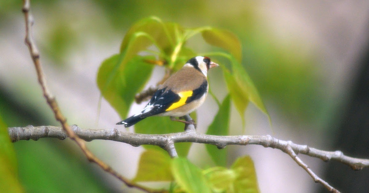 Frumusetile naturii: Sticletele (Carduelis carduelis)
