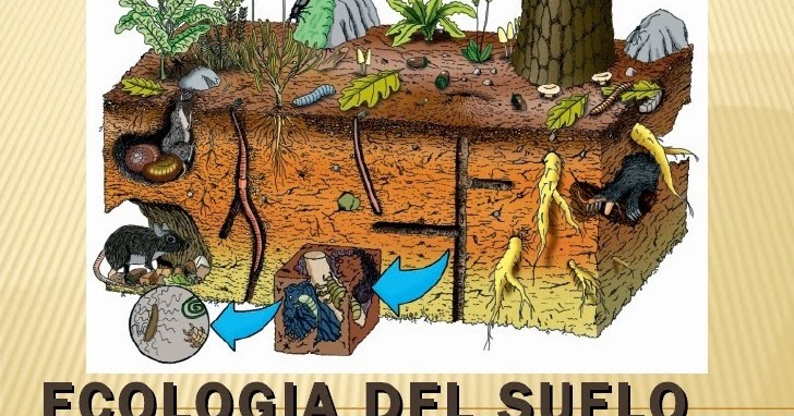 BIOLOGÍA DEL SUELO: MESOFAUNA