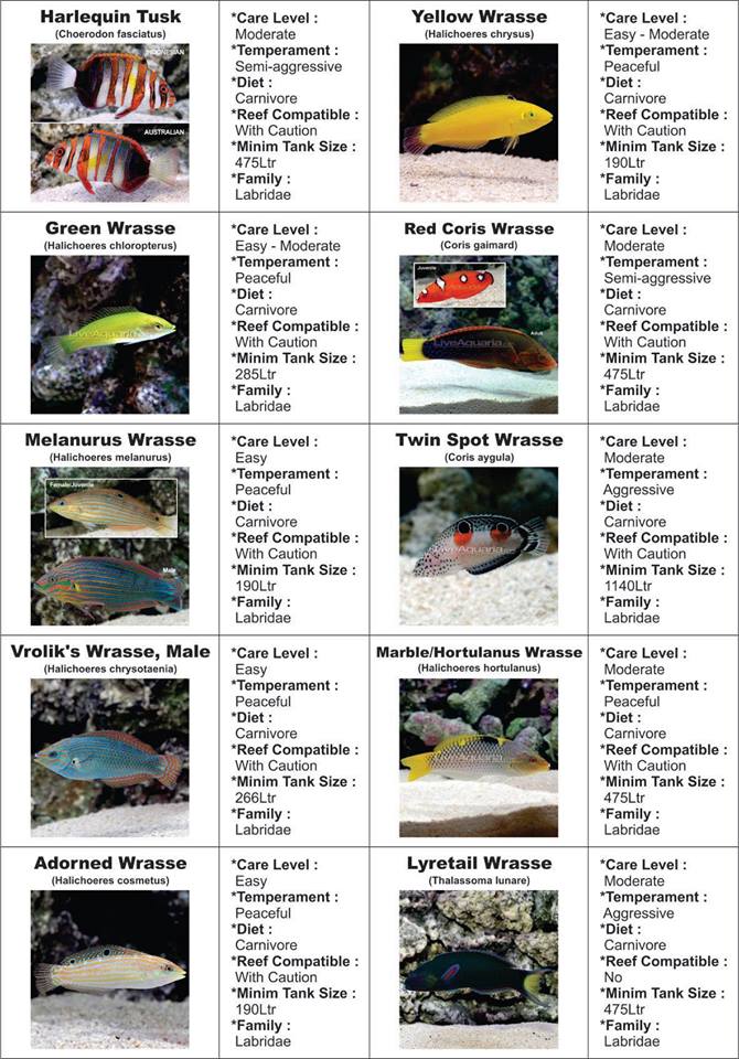 hardy boy: Coral Reef Fish Names