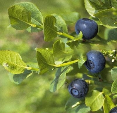 Farmacia Domnului: Afin