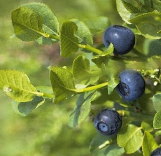 Farmacia Domnului: Afin