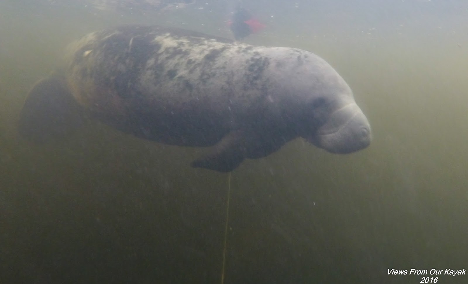 Views From Our Kayak: Hospital Hole (Weekie Wachee River)